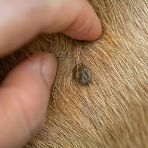 Pet Parasite Control In Homewood, IL 60430 | Homewood Veterinary Care